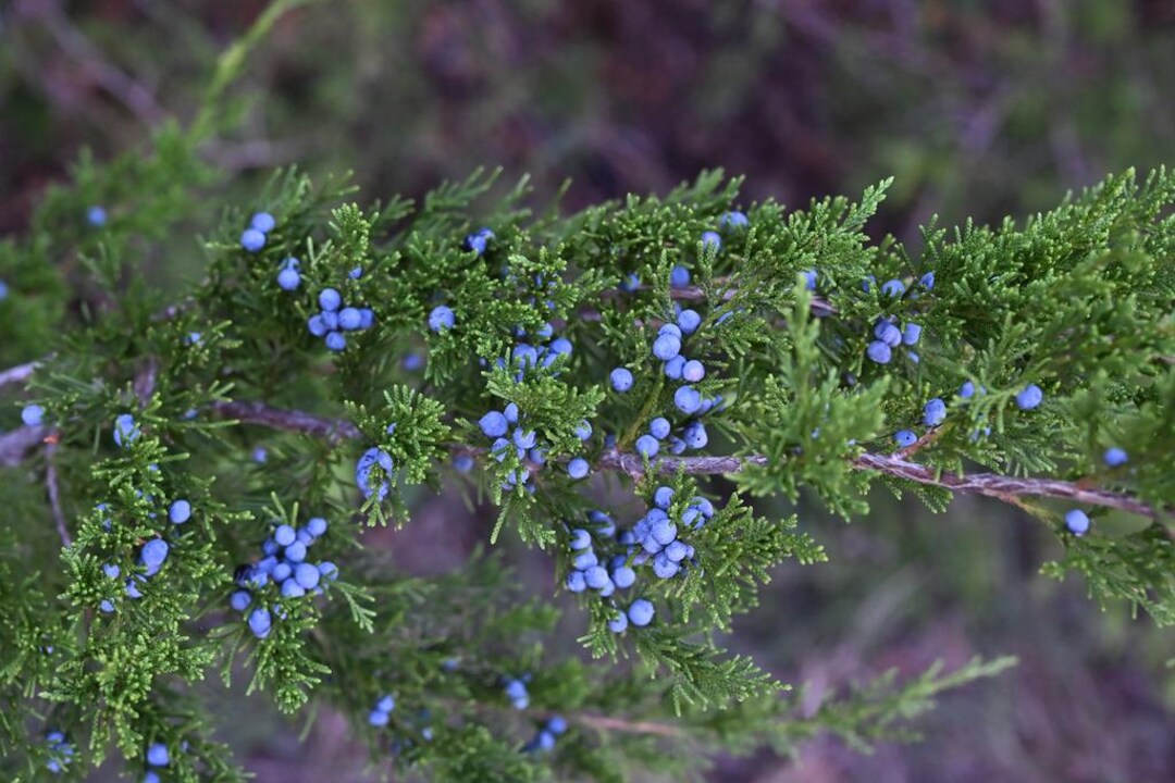 1,000 + Eastern Red Cedar Seeds | Juniperus Virginia | - Etsy