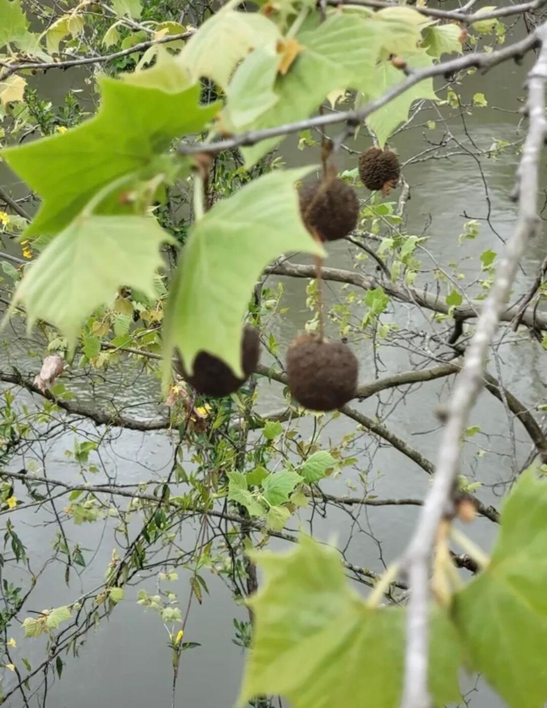 Sycamore (platanus Occidentalis) Buttonwood, P Glabrata, Button Ball ...
