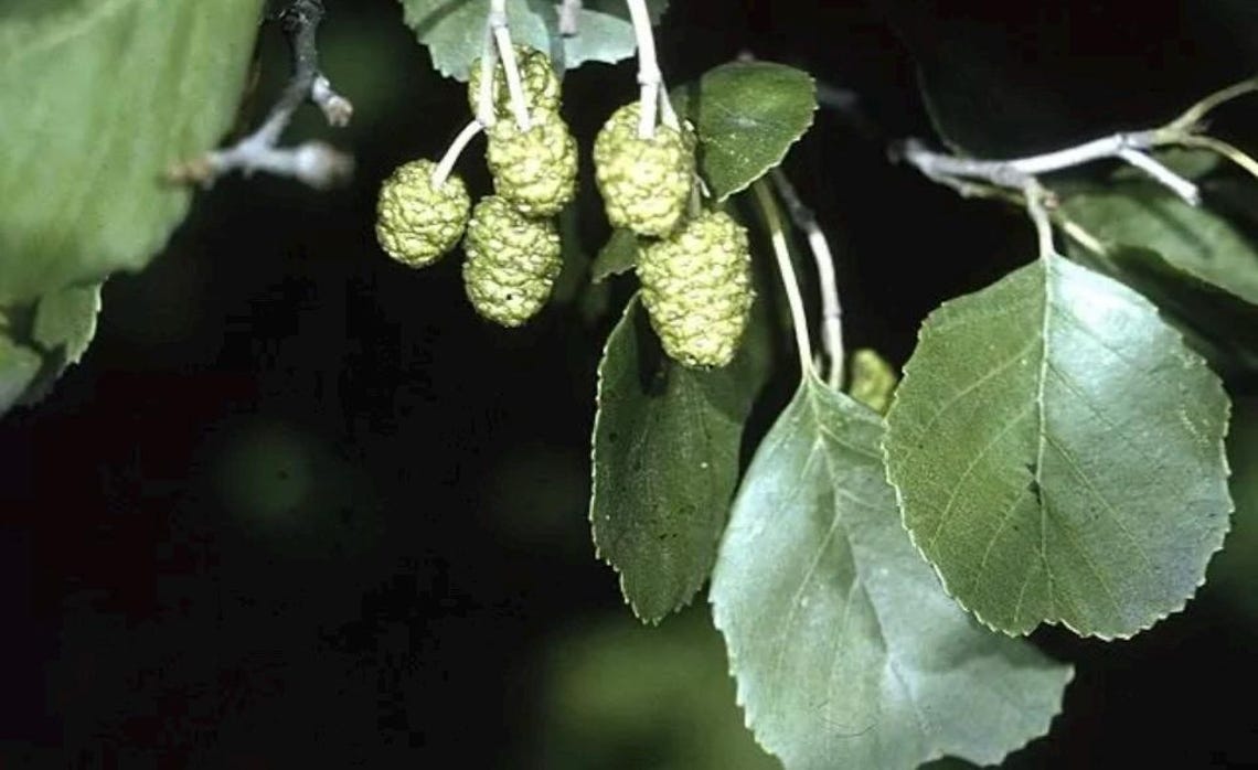 1,000+ Black Alder ( Alnus Glutinosa )european Alder, Alnus ...
