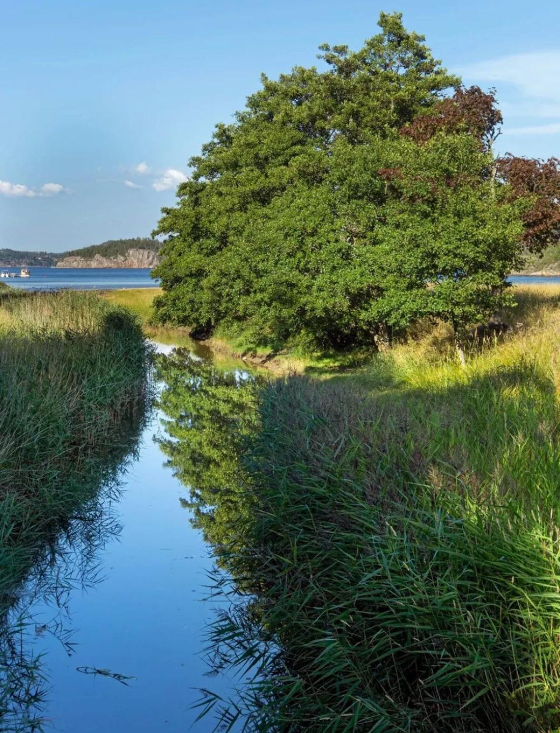 1,000+ Black Alder ( Alnus Glutinosa )european Alder, Alnus ...