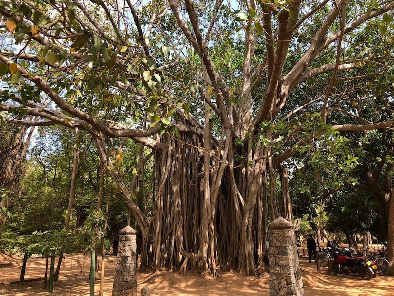 Ficus Benghalensis Tree Seeds Banyan Fig Tree Bonsai Indian - Etsy