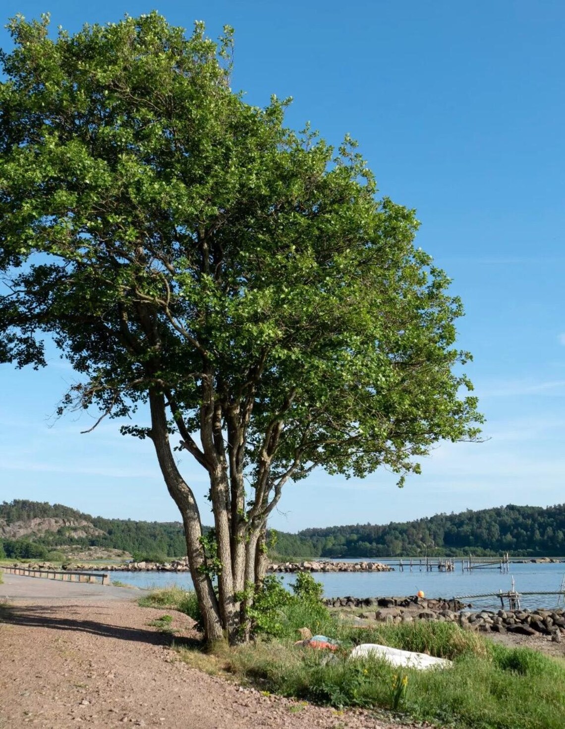 1,000+ Black Alder ( Alnus Glutinosa )european Alder, Alnus ...