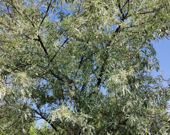 50 + Russian Olive Tree Seeds Elaeagnus Angustifolia Seeds - Etsy
