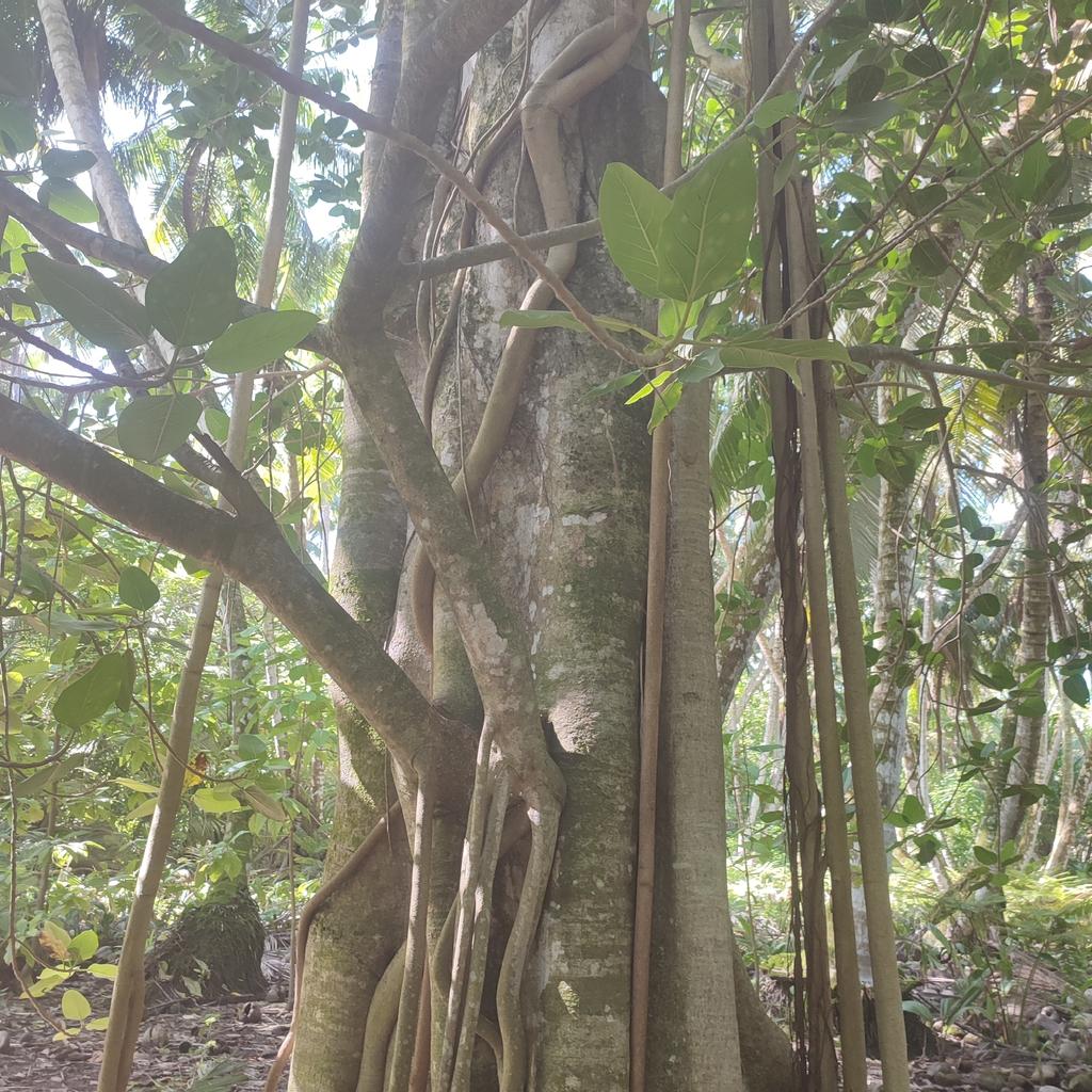 Ficus Benghalensis Tree Seeds Banyan Fig Tree Bonsai Indian - Etsy