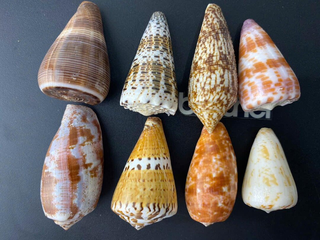 Set 8 of Different Cone Snail Shells 50cm 70cm Specimen Shells Coastal ...