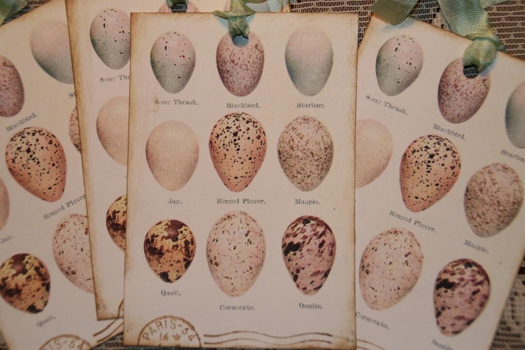 Large Bird Eggs Chart Tags - Etsy