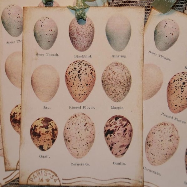 Bird Eggs Chart - Etsy
