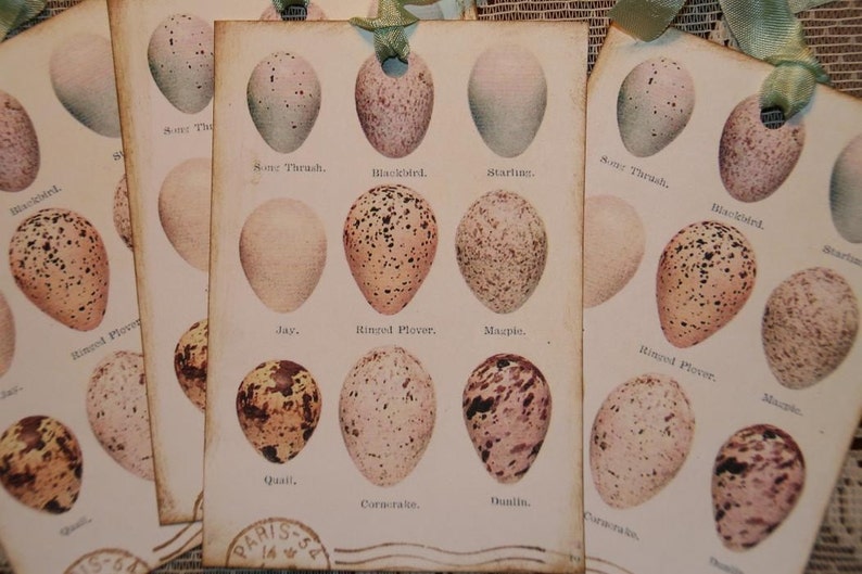 Large Bird Eggs Chart Tags - Etsy