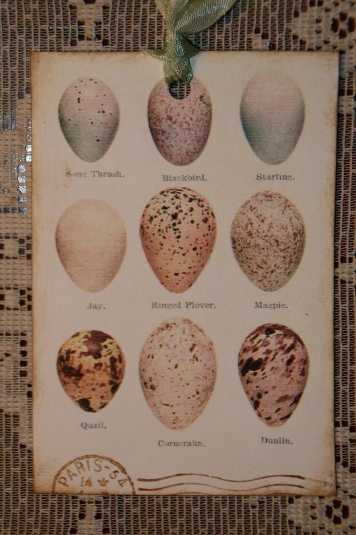 Large Bird Eggs Chart Tags - Etsy