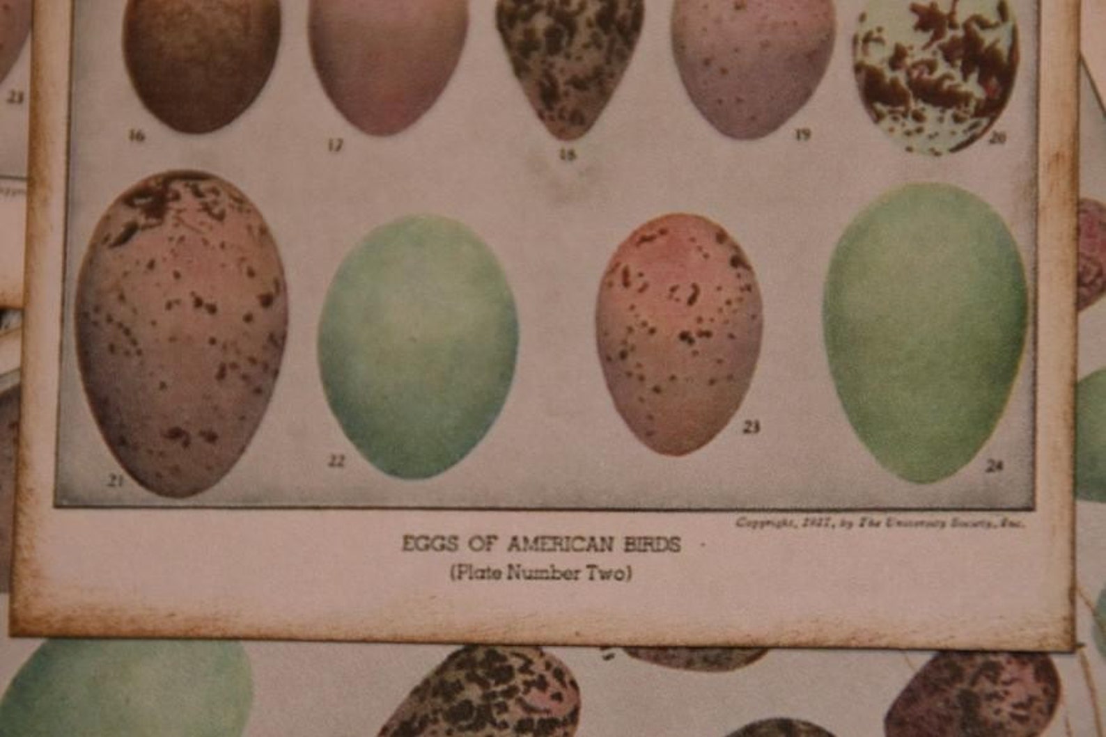 Egg Chart Gift Tags - Etsy