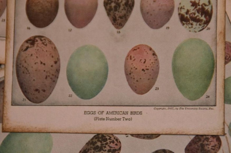 Egg Chart Gift Tags - Etsy