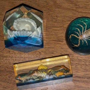 3 Vintage Lucite Acrylic Specimen PAPERWEIGHT Displays Scorpion ...