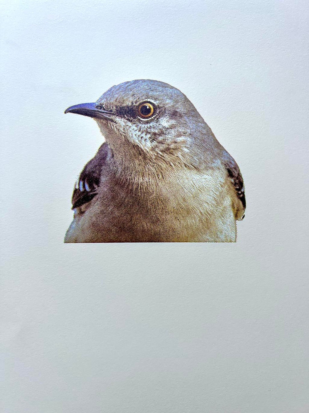 Northern Mockingbird Letterpress Print - Etsy