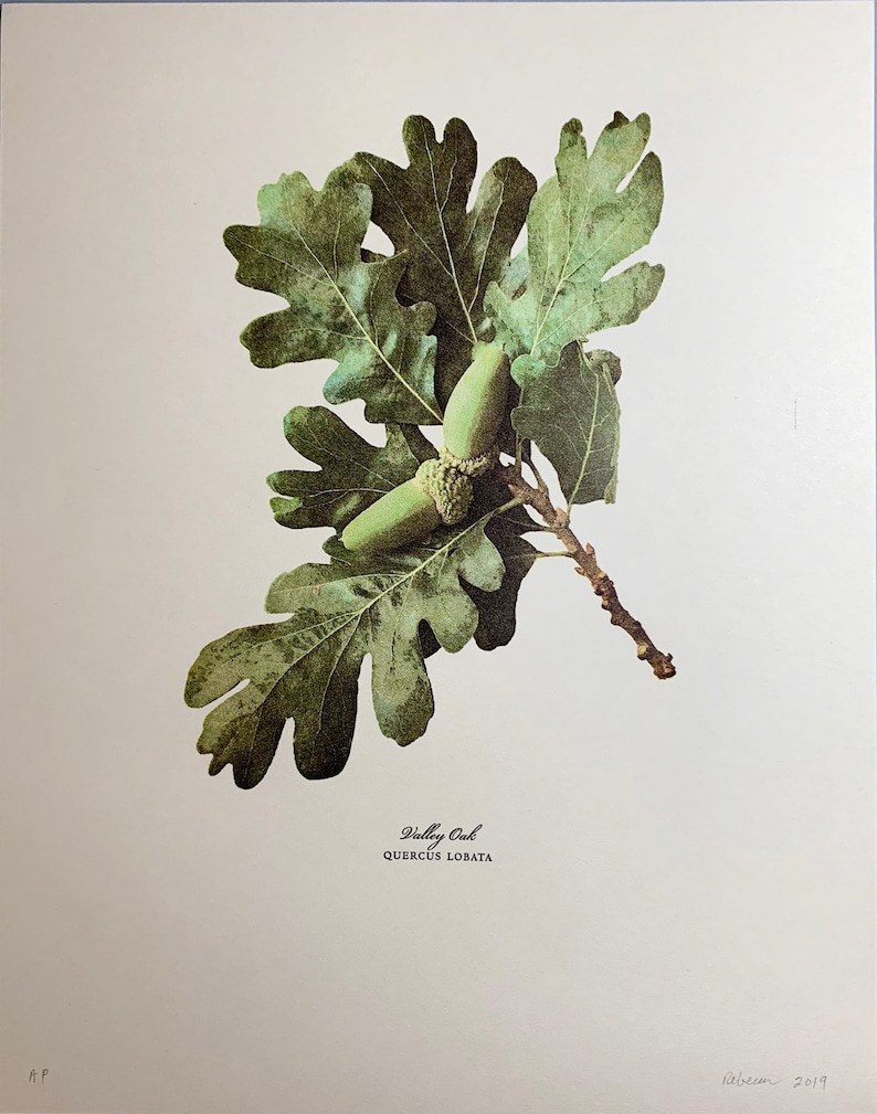 Letterpress Print of Valley Oak, Quercus Lobata, Acorns and Leaves. - Etsy