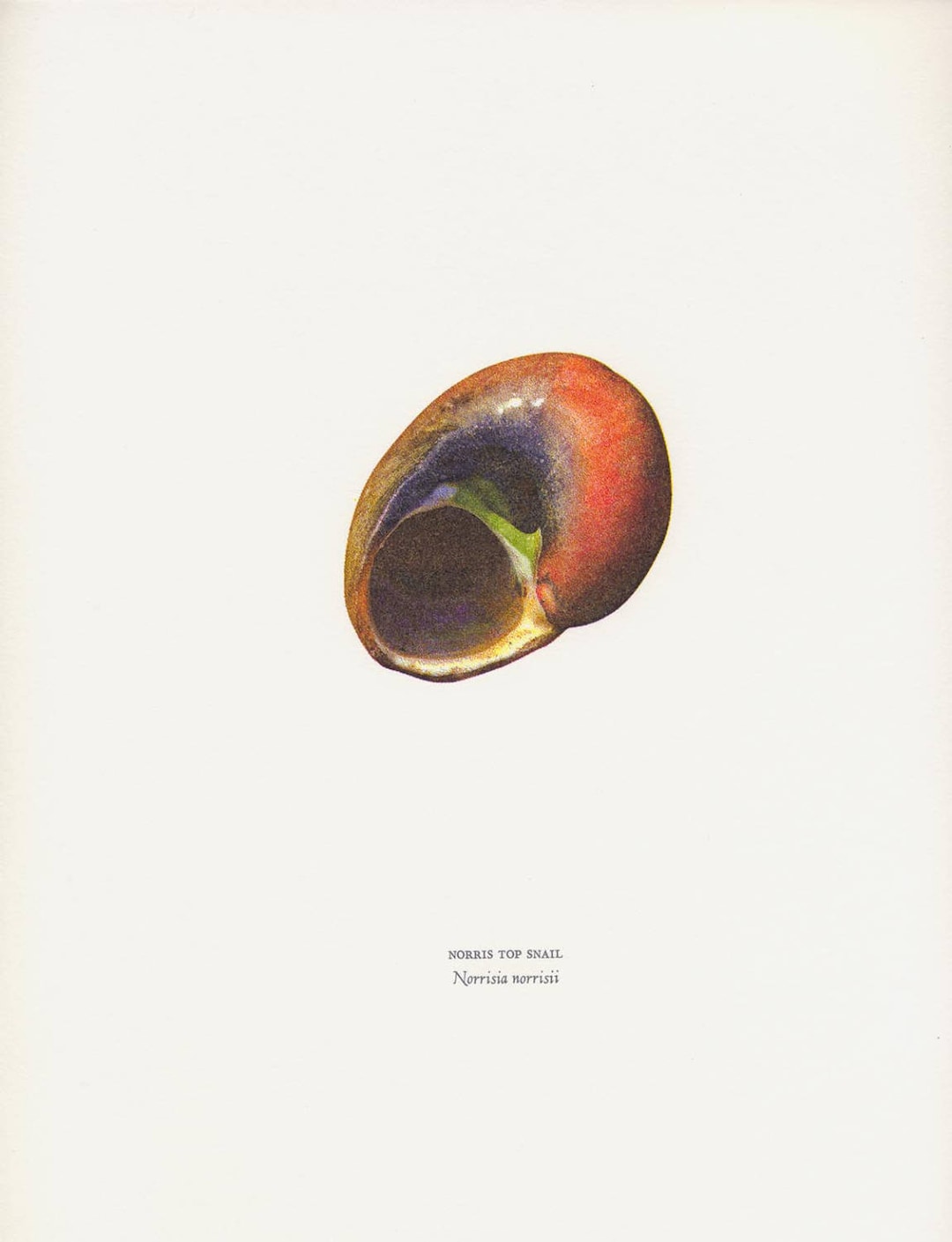 Letterpress Print, Norris Top Snail, Norrisia Norrisii - Etsy