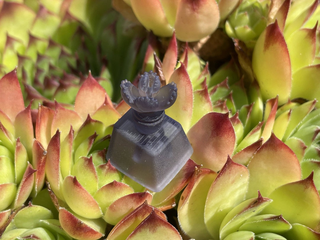 Succulent Keycap Number 4, Translucent Fits MX Cherry Switches - Etsy