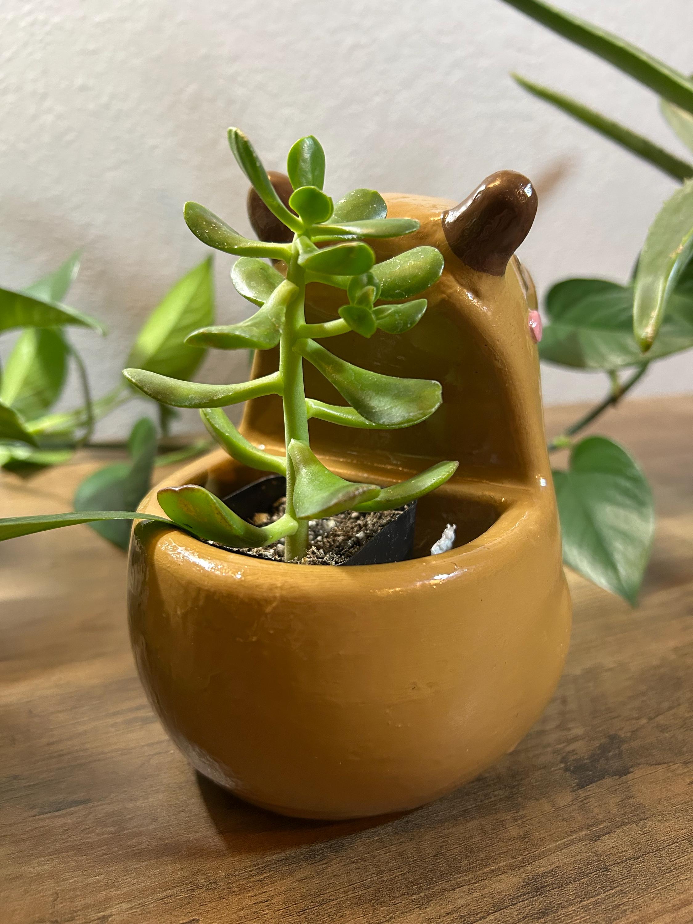 Capybara Planter: Unique Succulent & Air Plant Pot, Office Decor - Etsy