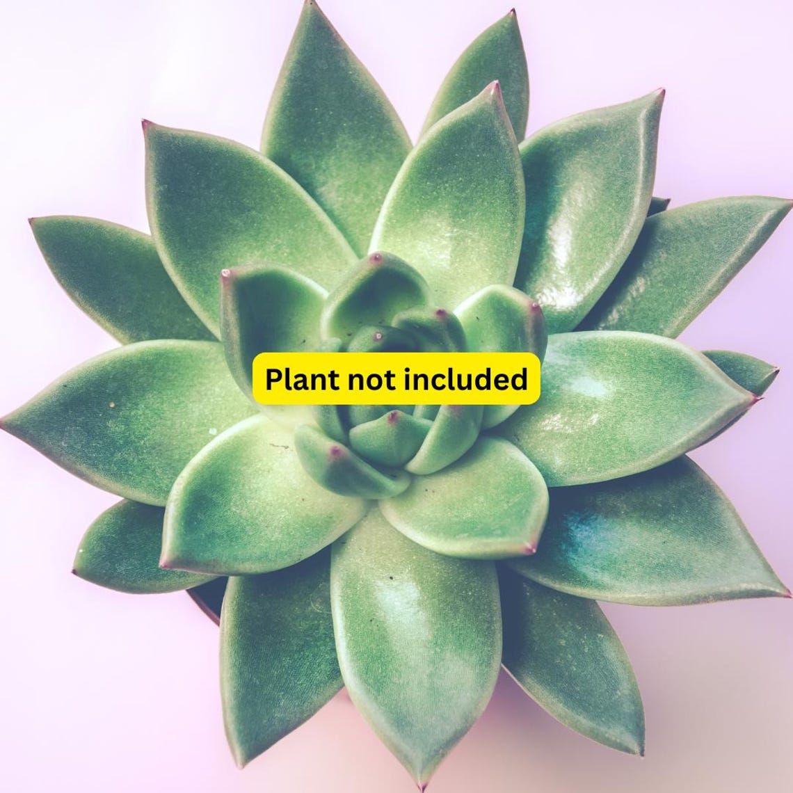 Capybara Planter: Unique Succulent & Air Plant Pot, Office Decor - Etsy