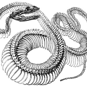 Digital Download Vintage Snake Skeleton Bones Jpeg Clip Art Mixed Media ...