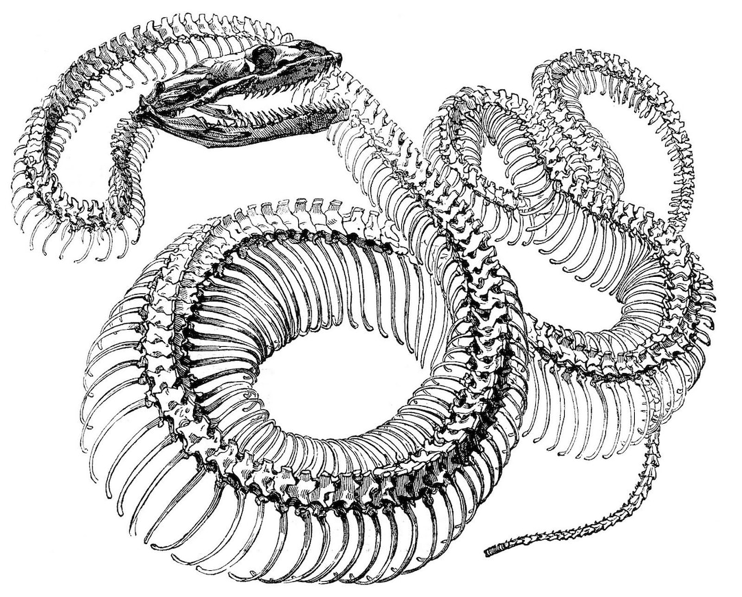 Digital Download Vintage Snake Skeleton Bones Jpeg Clip Art Mixed Media ...