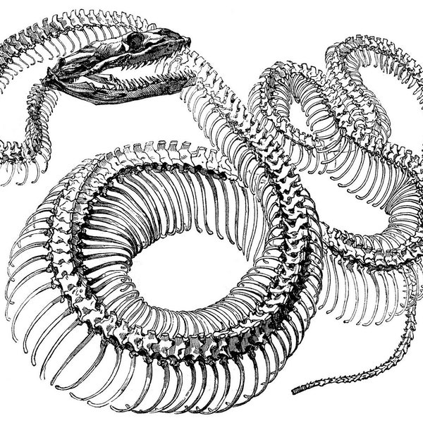 Steampunk Skeleton - Etsy