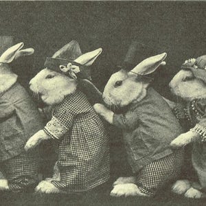 Vintage Bunny Rabbit Photo: Children's Book Clip Art (digital Download ...