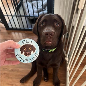 New Puppy Tooth Box / Puppy Teeth Box / Custom Pet Gift / Personalized ...