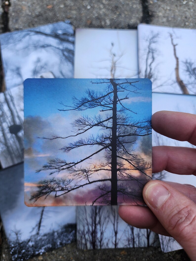 Tree Photography Magnet / Tree Magnet / Refrigerator Magnets / Nature ...