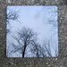 Tree Photography Magnet / Tree Magnet / Refrigerator Magnets / Nature ...