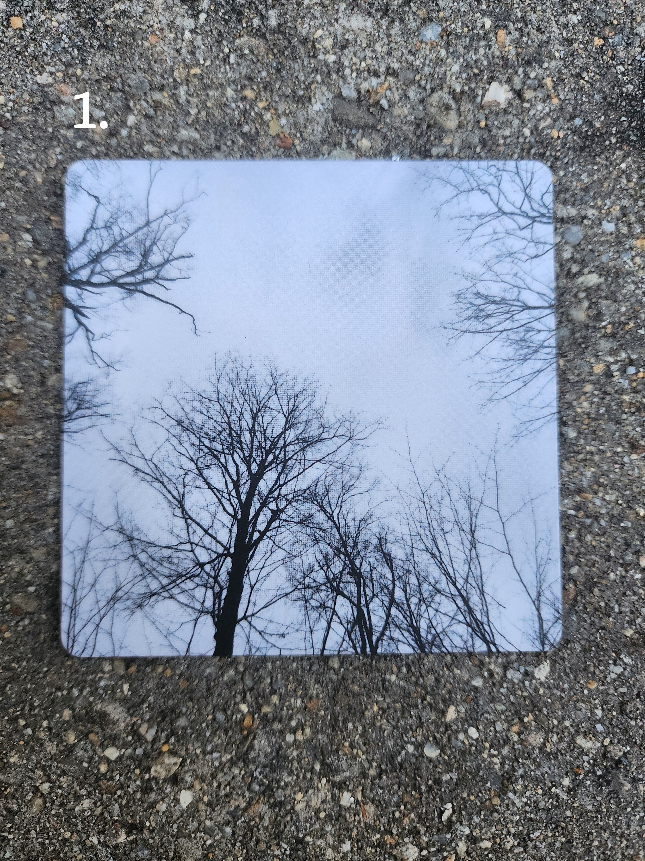 Tree Photography Magnet / Tree Magnet / Refrigerator Magnets / Nature ...