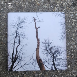 Tree Photography Magnet / Tree Magnet / Refrigerator Magnets / Nature ...