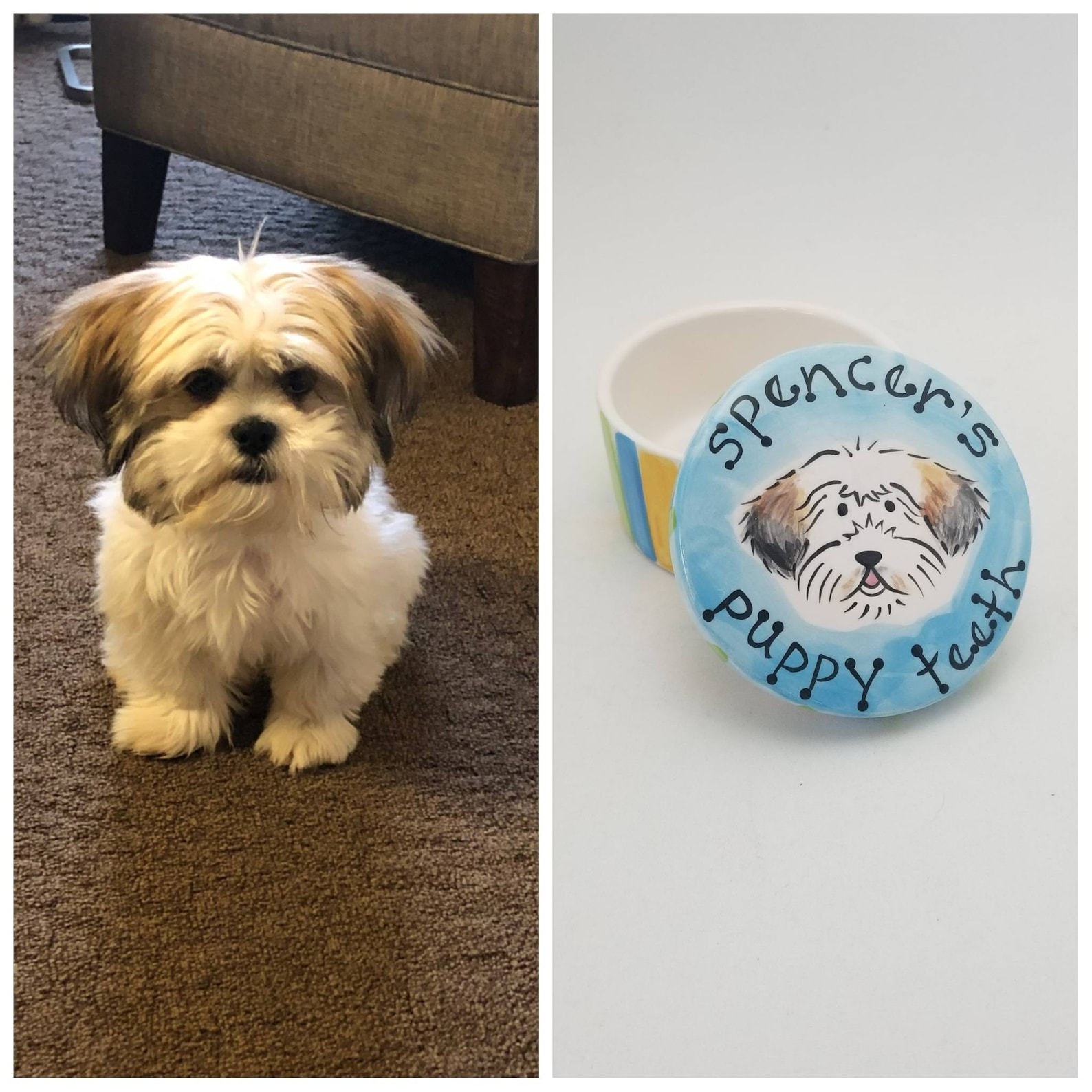 New Puppy Tooth Box / Puppy Teeth Box / Custom Pet Gift / - Etsy