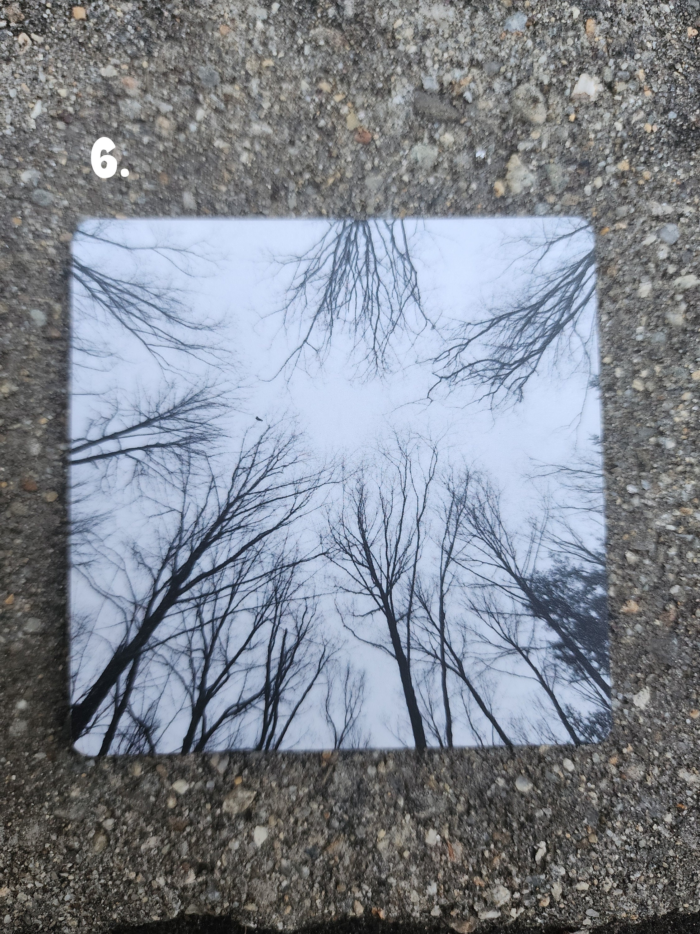 Tree Photography Magnet / Tree Magnet / Refrigerator Magnets / Nature ...