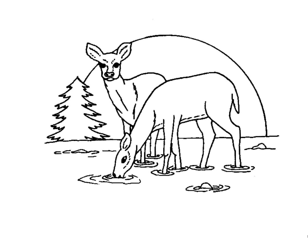 Deer White Tail Buck Doe Fighting Christmas Feeding Heads Jumping ...