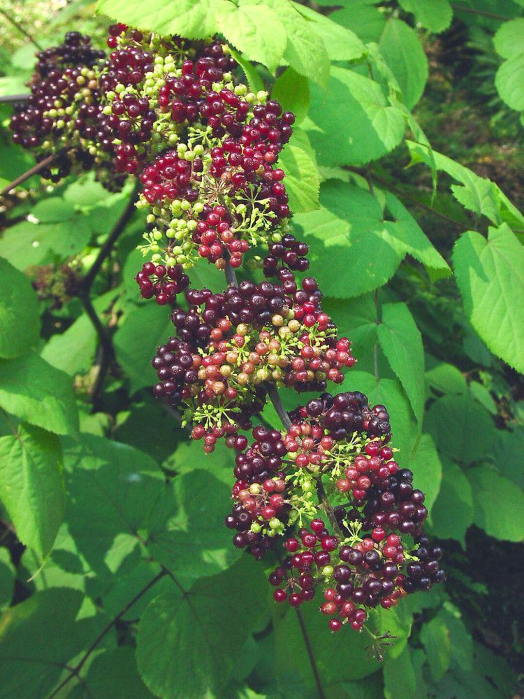 10 American Spikenard Tree Seeds - Etsy