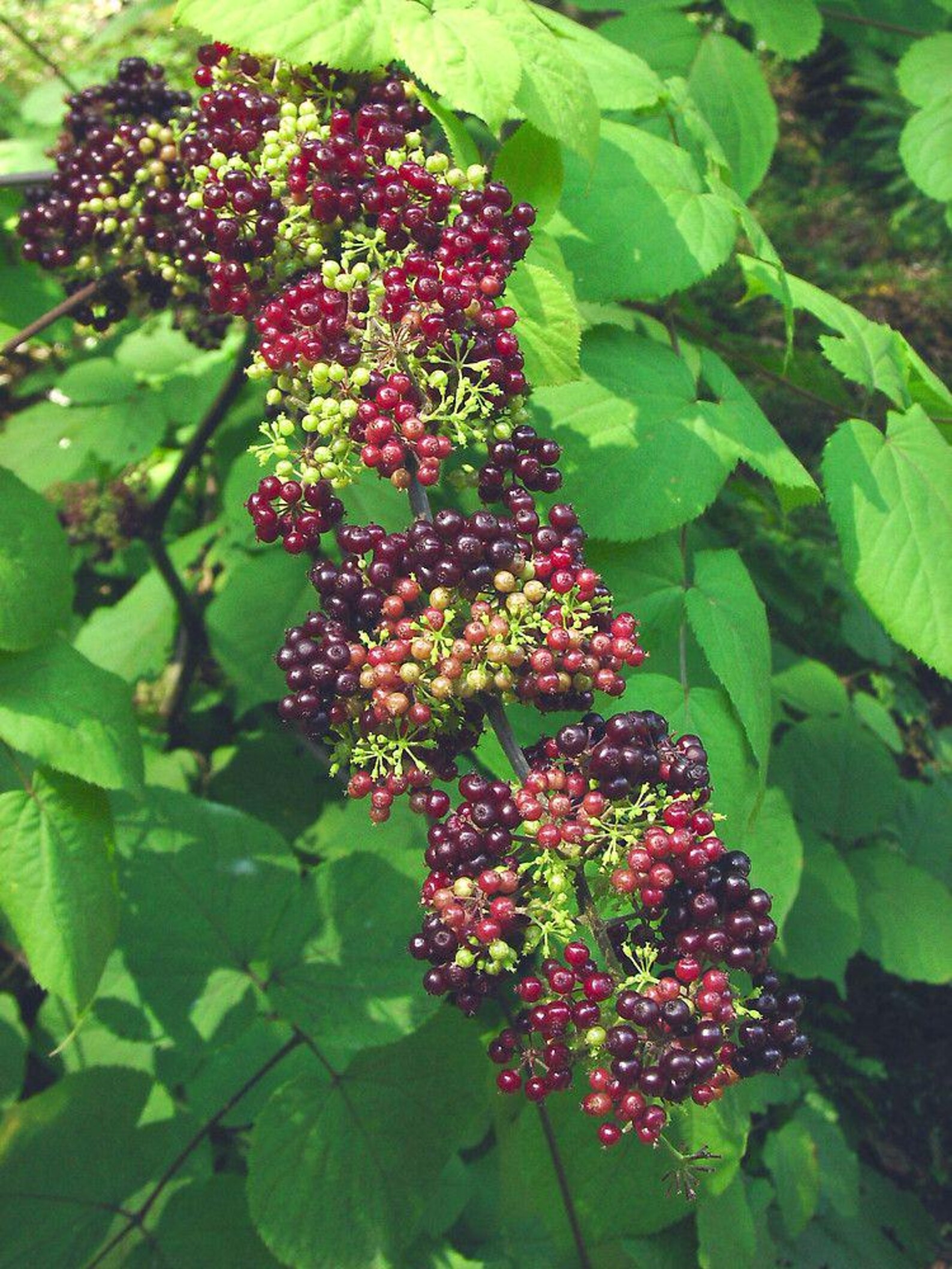 10 American Spikenard Tree Seeds - Etsy