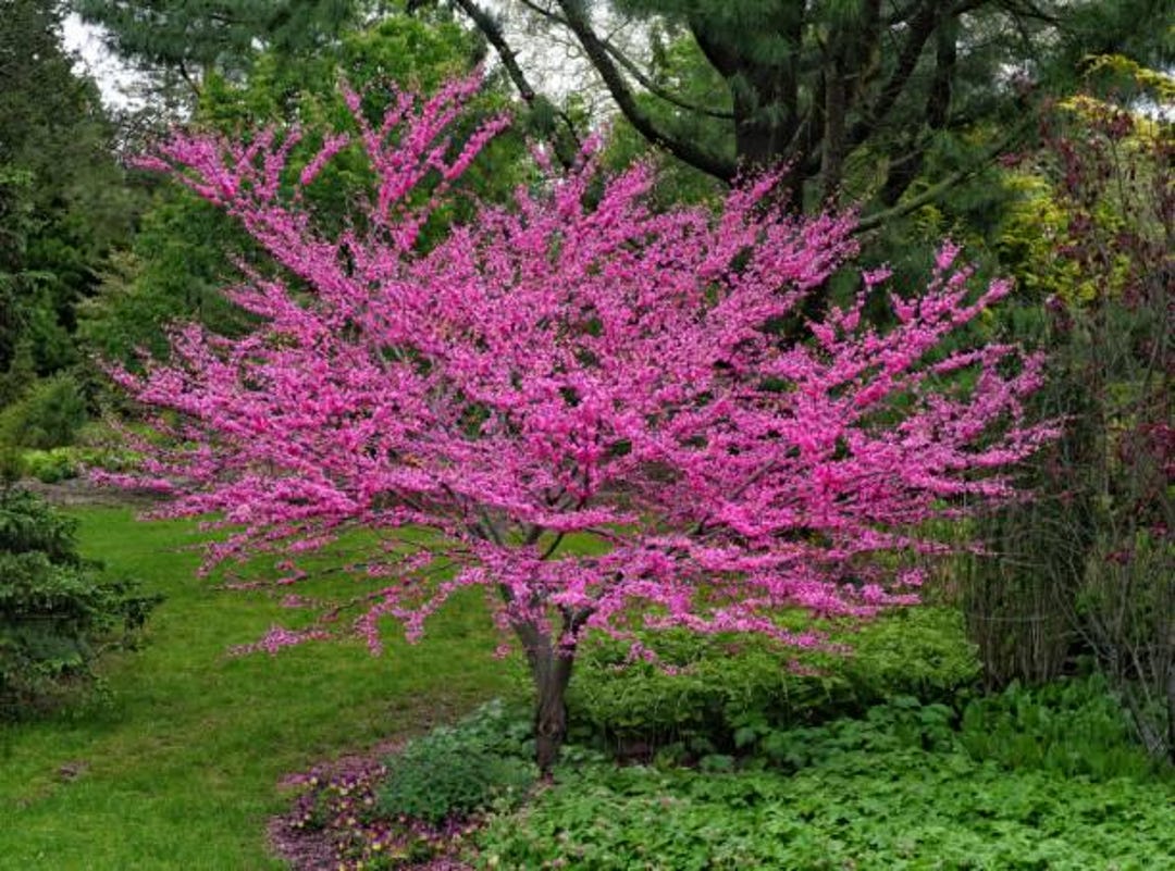 10 Southern Redbud Tree Seeds - Etsy