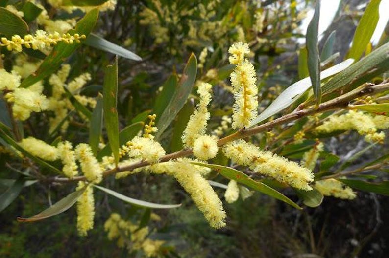 10 Sally Wattle Tree Seeds - Etsy