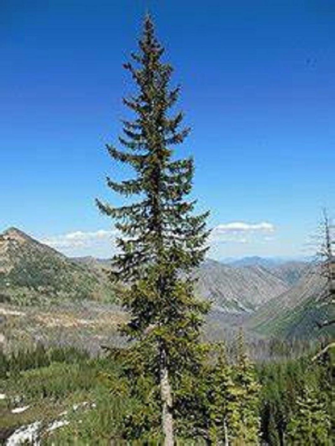 10 Lutz Spruce Tree Seeds - Etsy