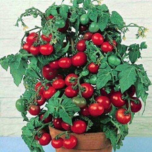 25 Tiny Tim Tomato Seeds - Etsy