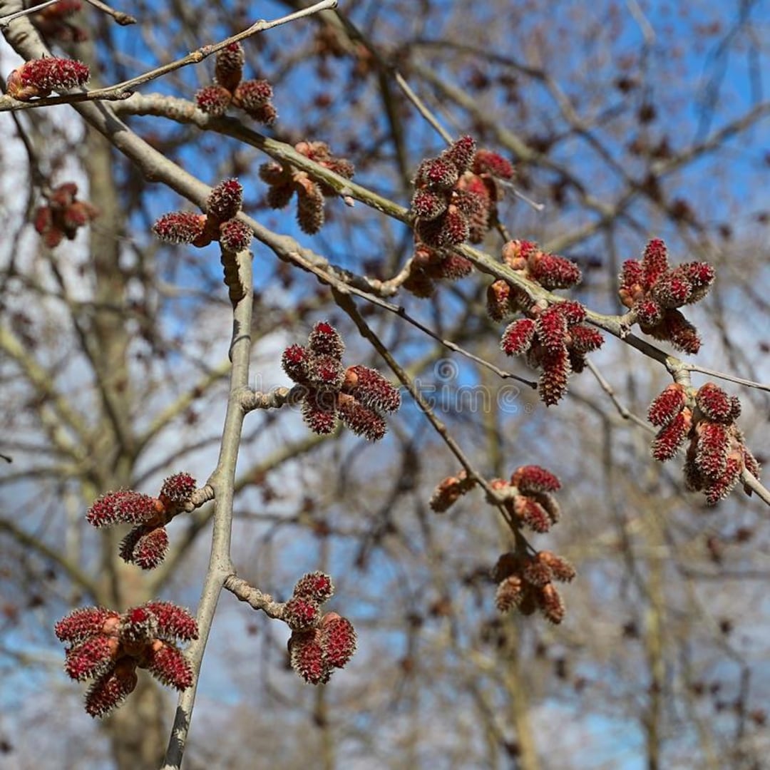 10 Red Alder Tree Seeds - Etsy