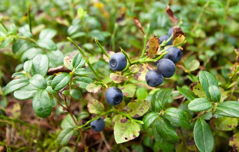 10 Garden Huckleberry Seeds - Etsy