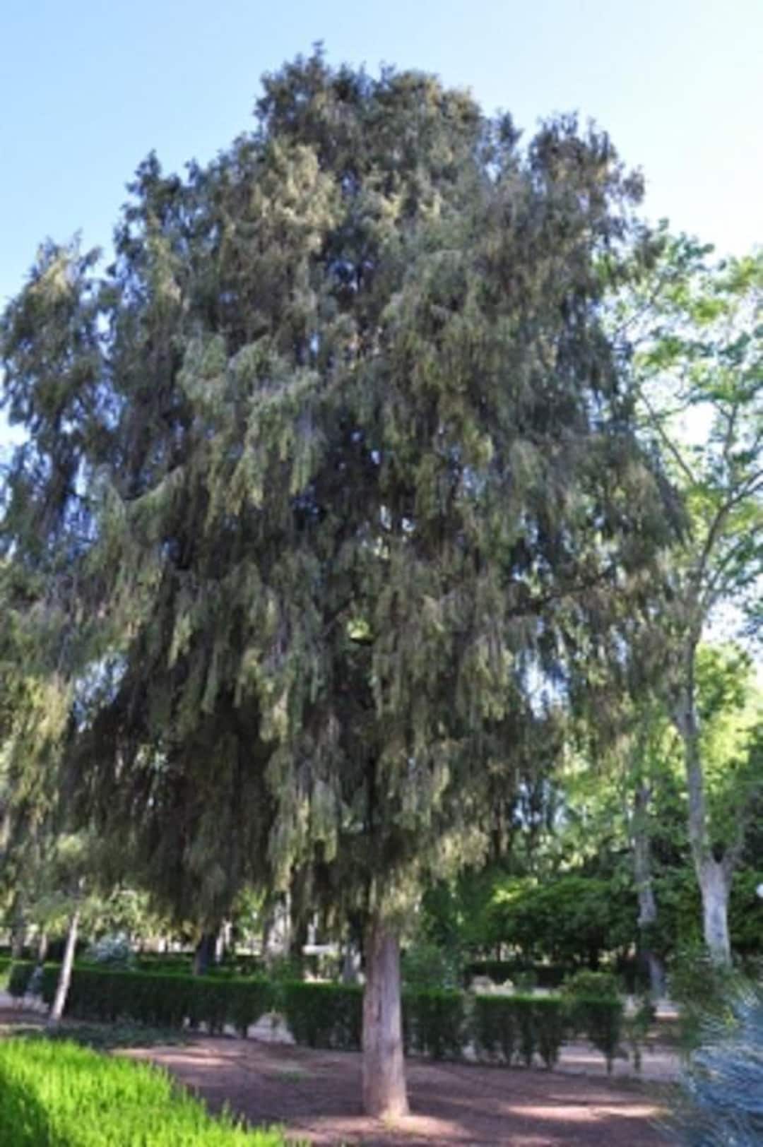 10 Chinese Weeping Cypress Tree Seeds - Etsy
