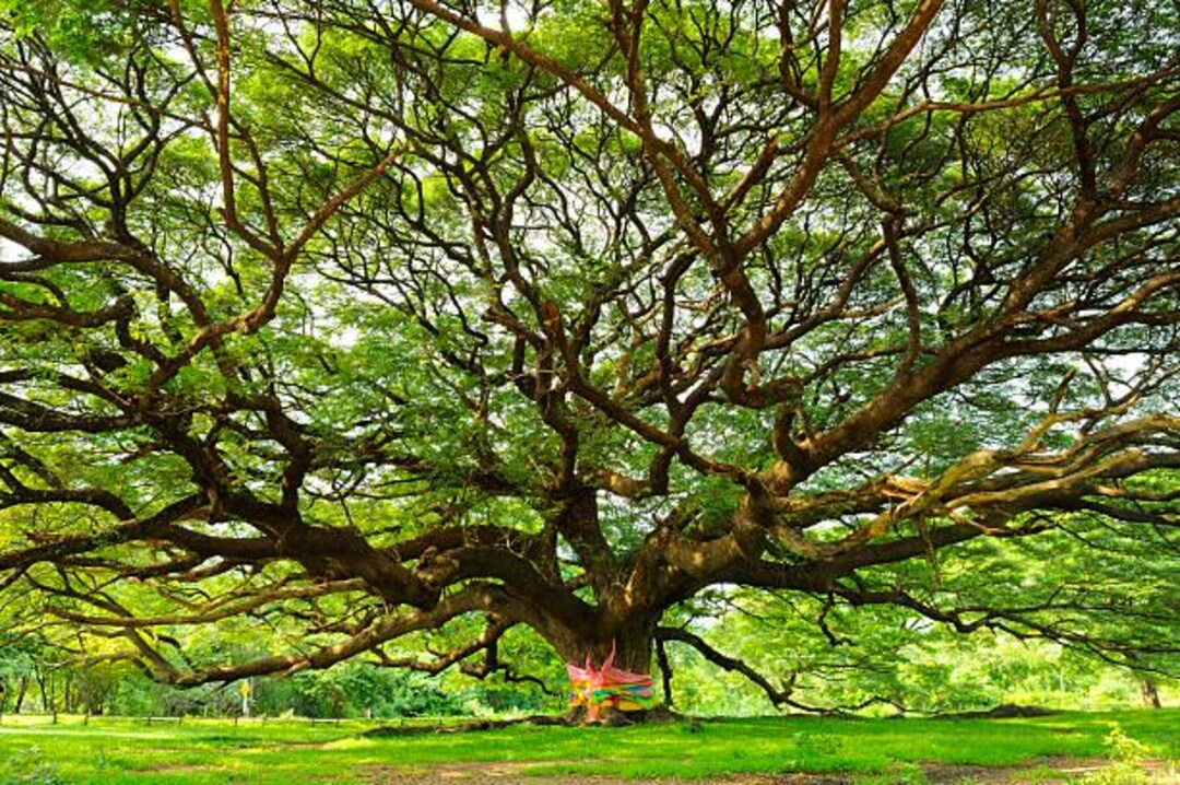 4 Rain Tree Seeds - Etsy