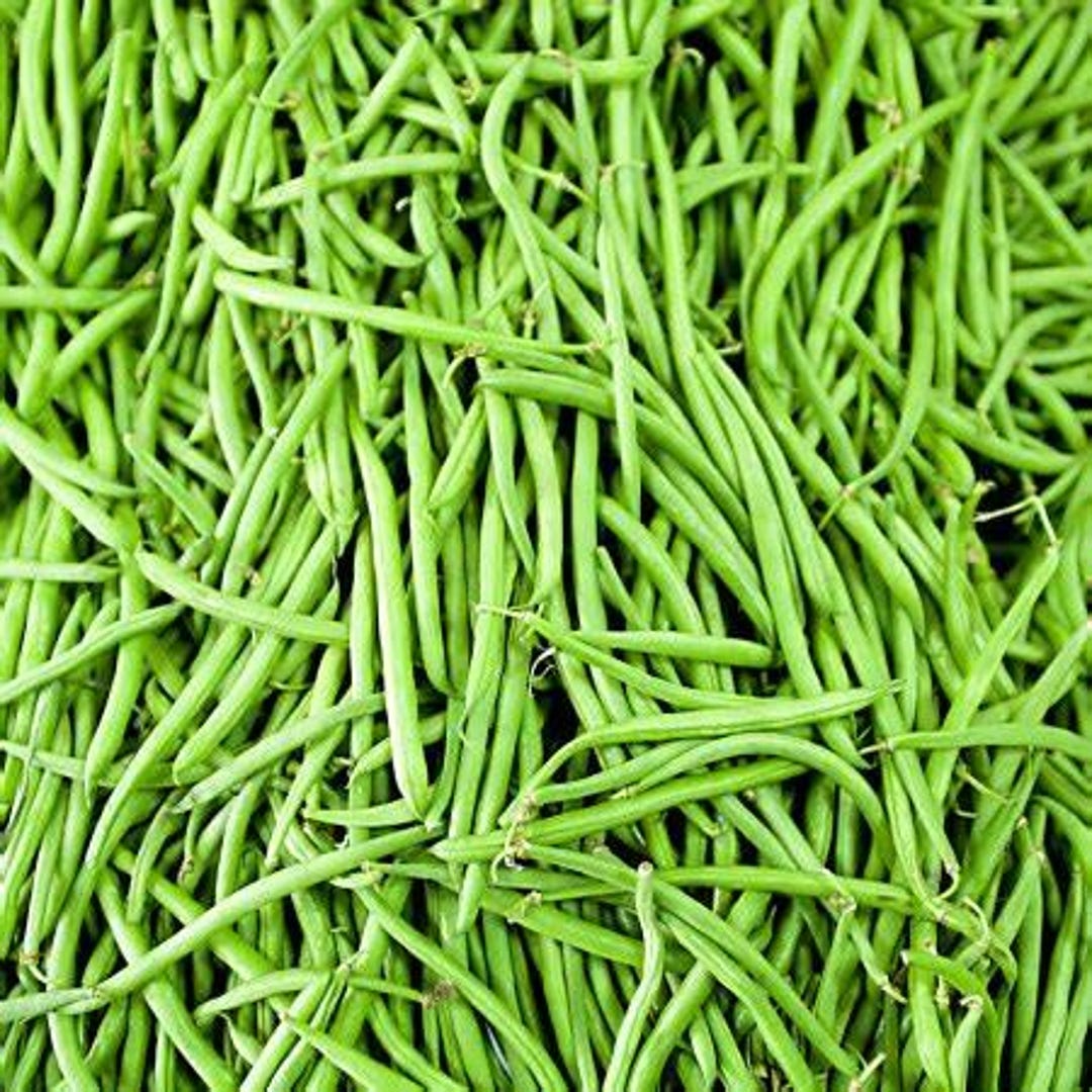 40 Blue Lake Stringless Pole Bean Seeds - Etsy