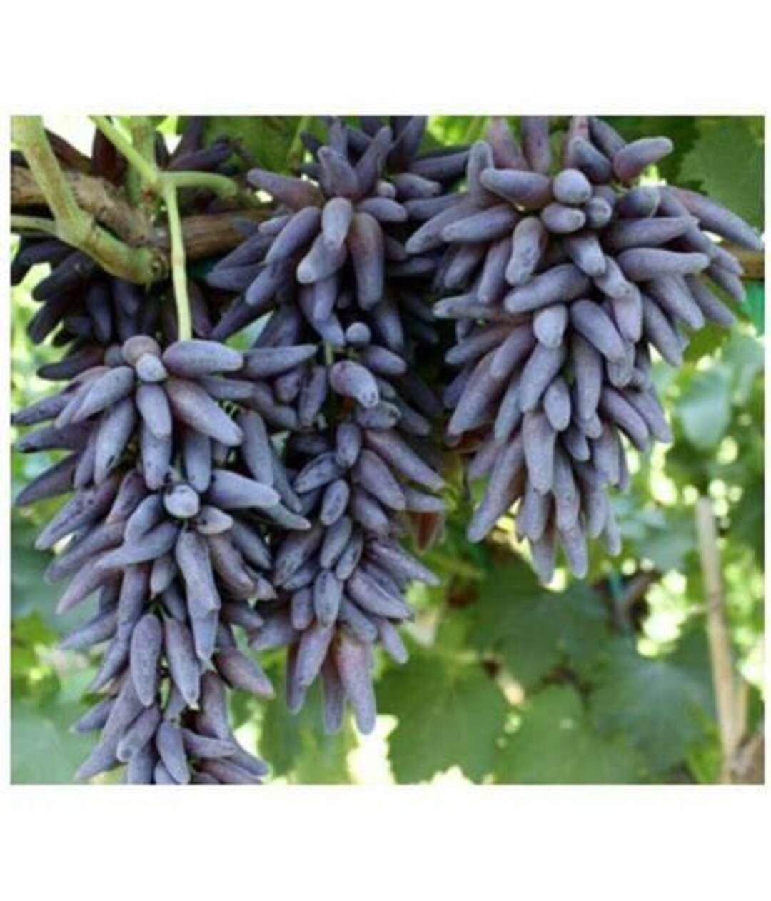 10 Finger Grape Seeds - Etsy