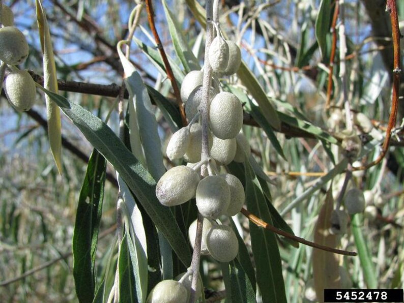 10 Russian Olive Tree Seeds - Etsy