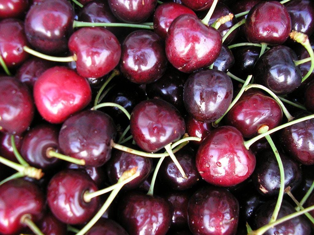 10 Mazzard Cherry Tree Seeds - Etsy