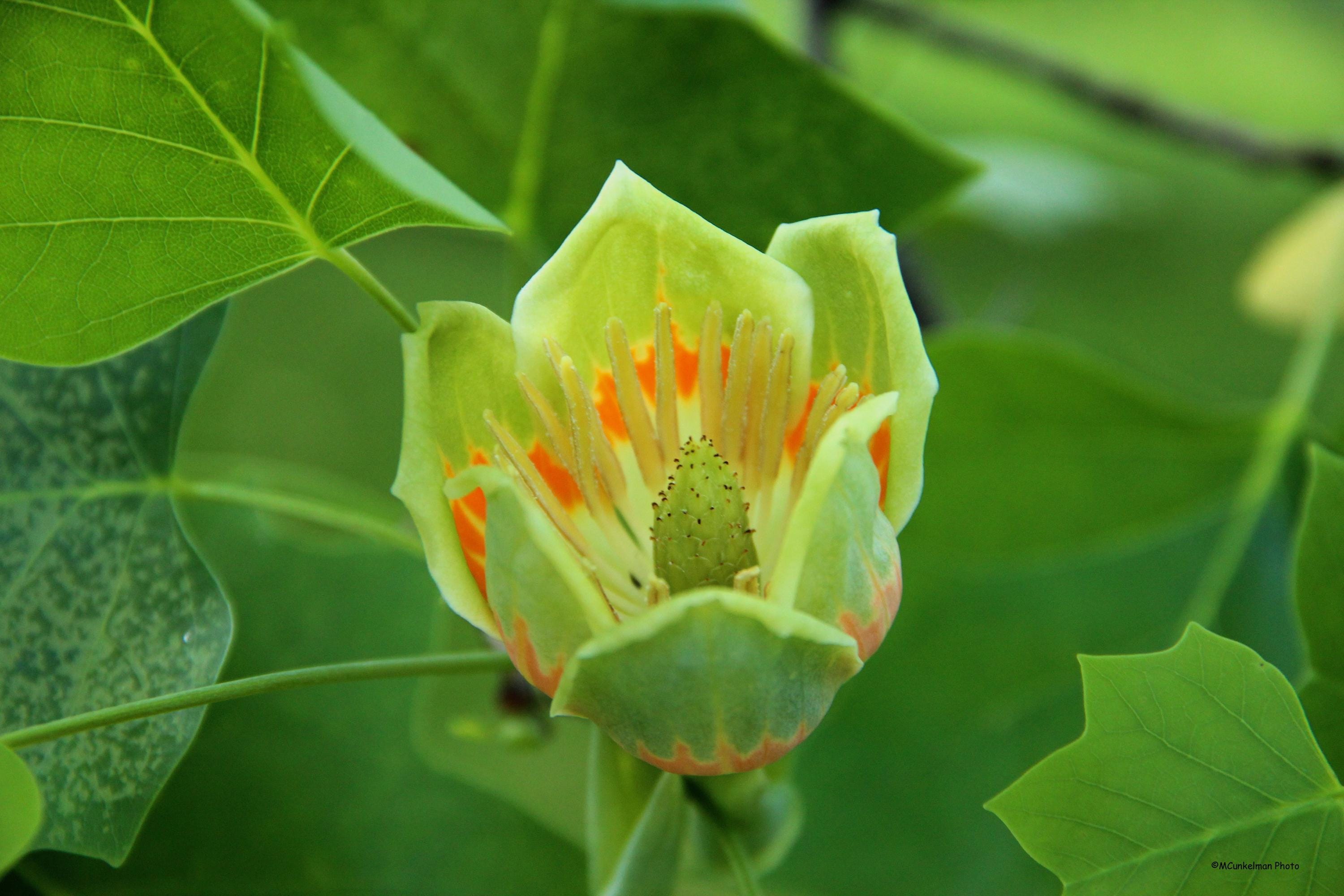 10 Tulip Poplar Tree Seeds - Etsy