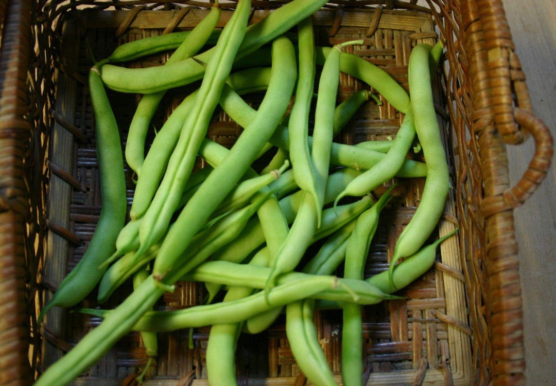 30 State Half Runner Bean Seeds - Etsy